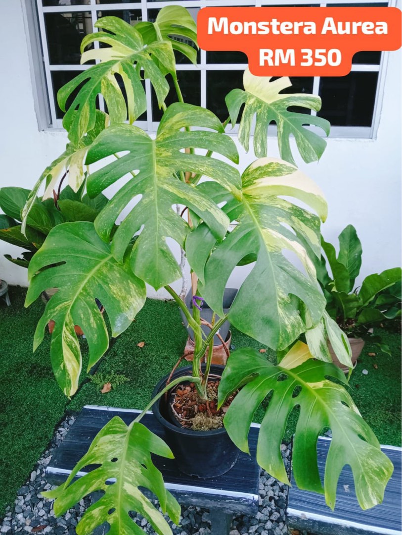 Monstera Aurea, Furniture & Home Living, Gardening, Plants & Seeds on ...
