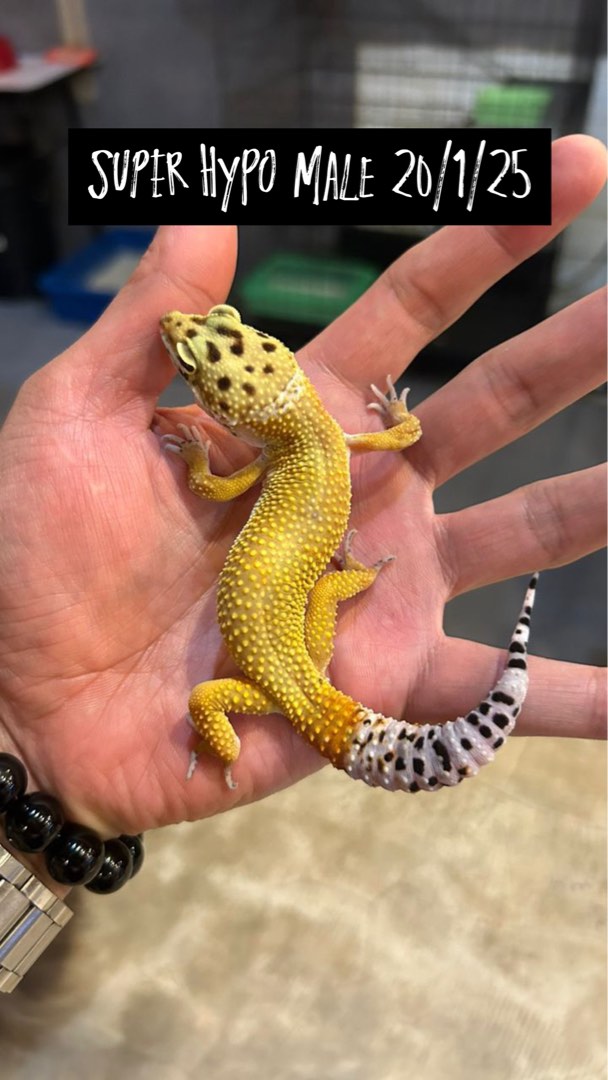 Leopard gecko super hypo & tank full set, Pet Supplies, Homes & Other ...