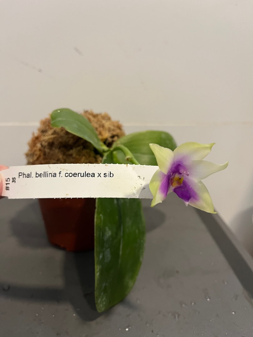 Phal. Bellina f. Chloracea x sib, Furniture & Home Living, Gardening, Plants & Seeds on Carousell