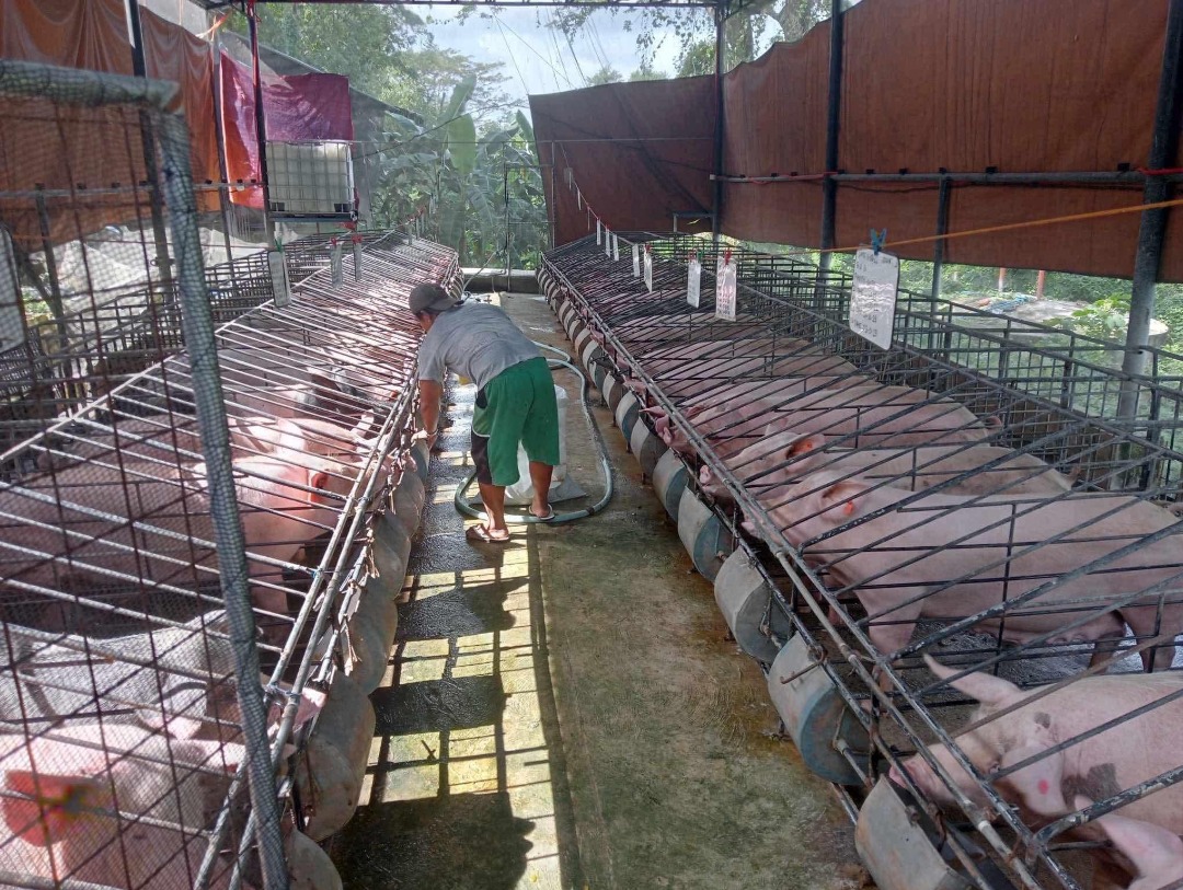 1 Hectare Piggery Farm in San Juan Batangas for Sale, Property, For ...