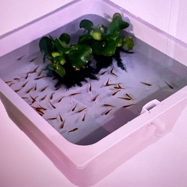 [Free delivery] BNIB Medaka rice fish tub fish tank Tetra container pot ...