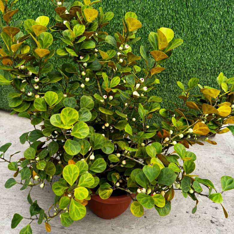 Ficus deltoidea gold leaf yellow fruits premium plant 26cm pot wide ...