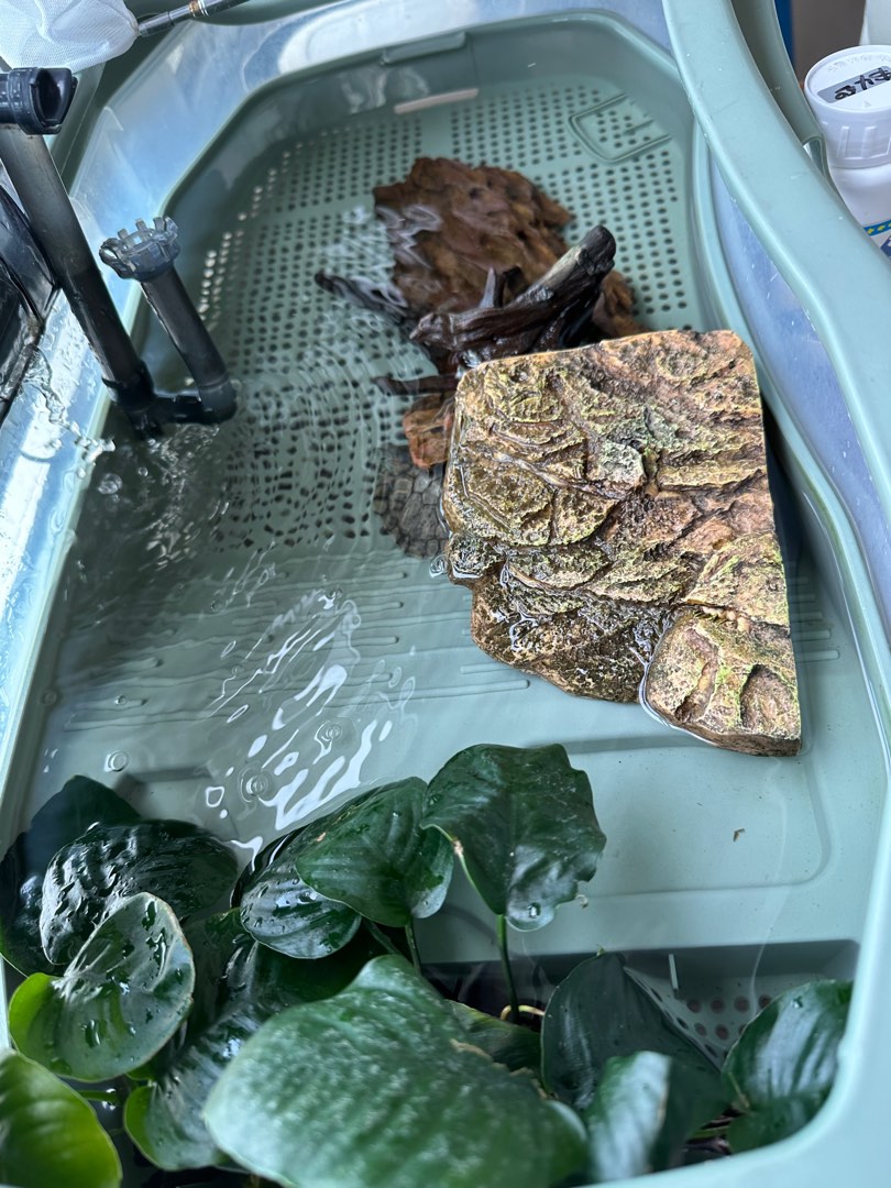 Terrapin Tank with Filter and Decorations, Pet Supplies, Homes & Other ...