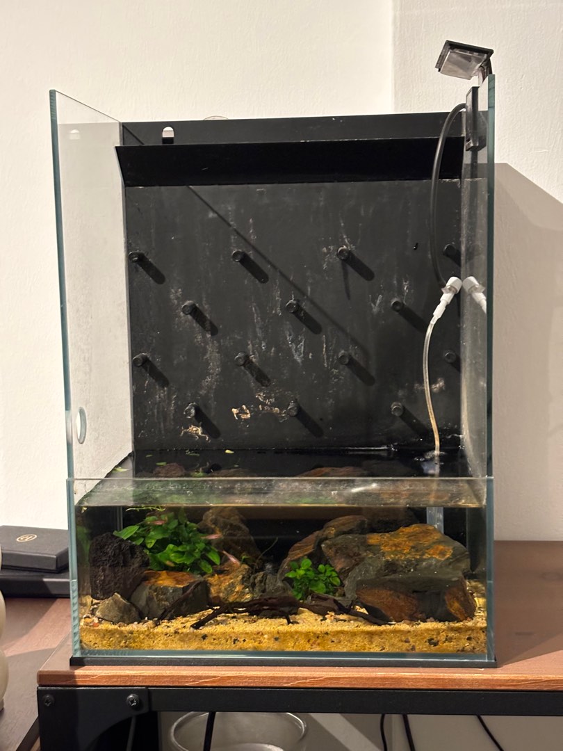 Dooa system terra 30 inspired paludarium, Pet Supplies, Homes & Other ...