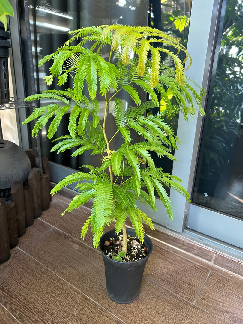 Japanese Everfresh Tree, Pithecellobium Confertum - 55-60cm (height ...
