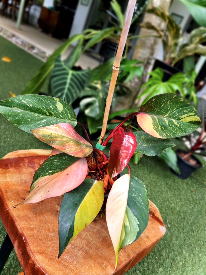 Philodendron Princess of Fire (SUPER RARE), Furniture & Home Living ...