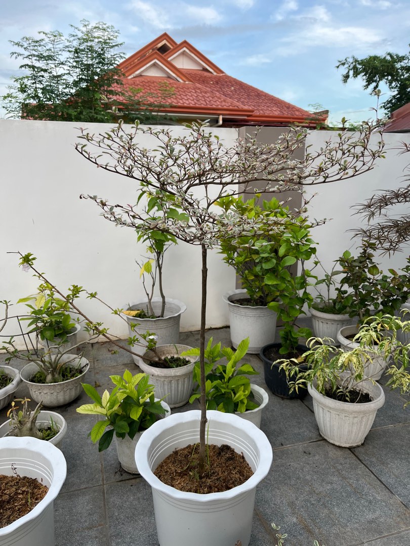 Variegated african talisay grafted type, Furniture & Home Living ...