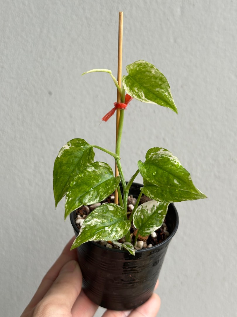 Epipremnum Cebu Blue Variegated, Furniture & Home Living, Gardening ...