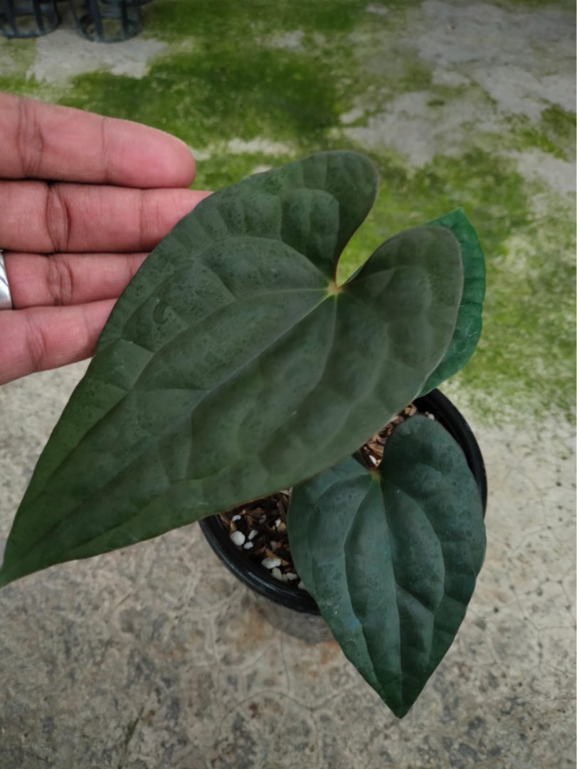 Anthurium BVIT x Luxurian, Furniture & Home Living, Gardening, Plants & Seeds on Carousell