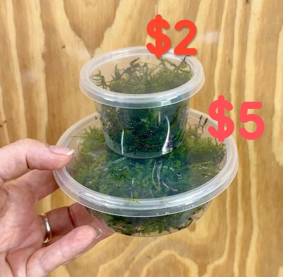 Java Moss in a tub (aquarium water plant), Pet Supplies, Homes & Other ...