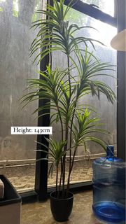 palm+tree+fake+10ft - View all palm+tree+fake+10ft ads in Carousell ...