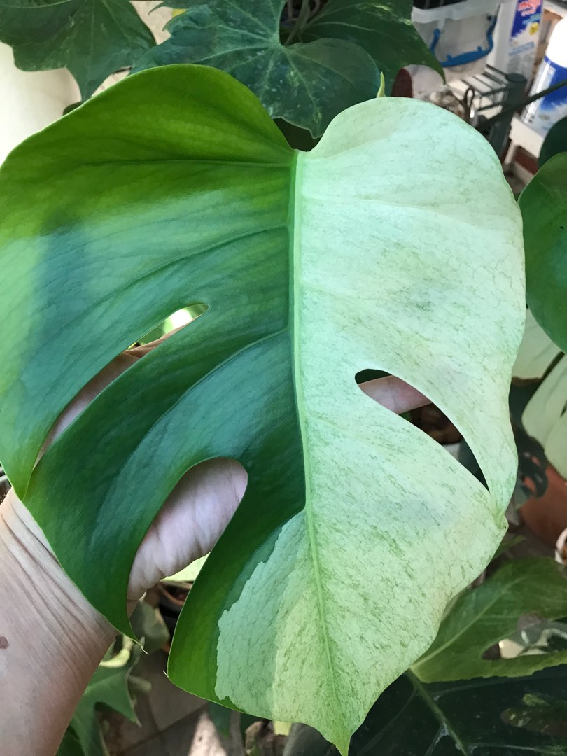 Monstera Borsi mint variegated., Furniture & Home Living, Gardening ...