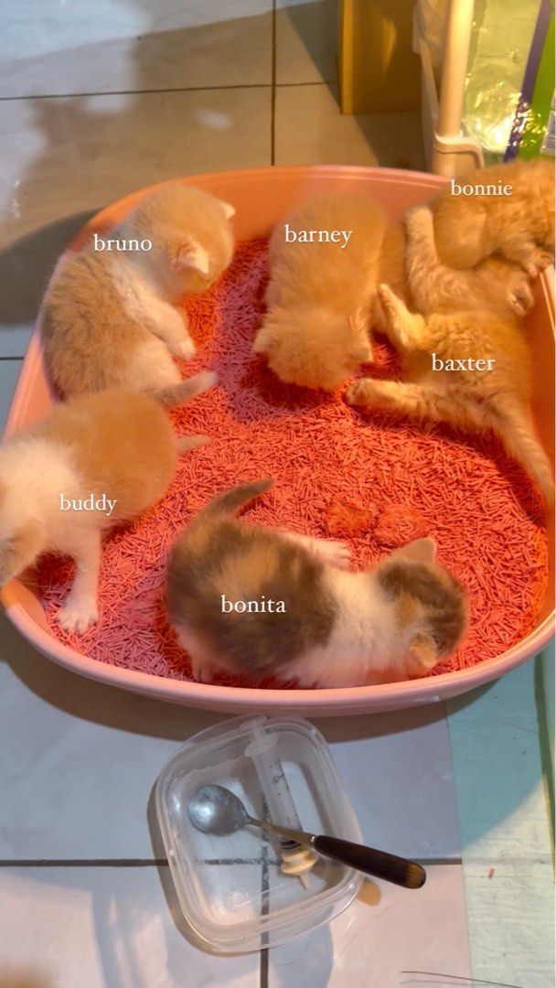 Anak kucing (muchkin bsh golden X peaknose longhair), Perlengkapan ...