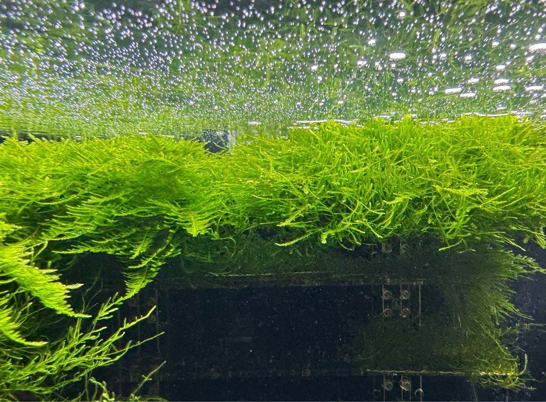 Java Moss Lushly & Stable 12 x 12cm, Pet Supplies, Homes & Other Pet ...