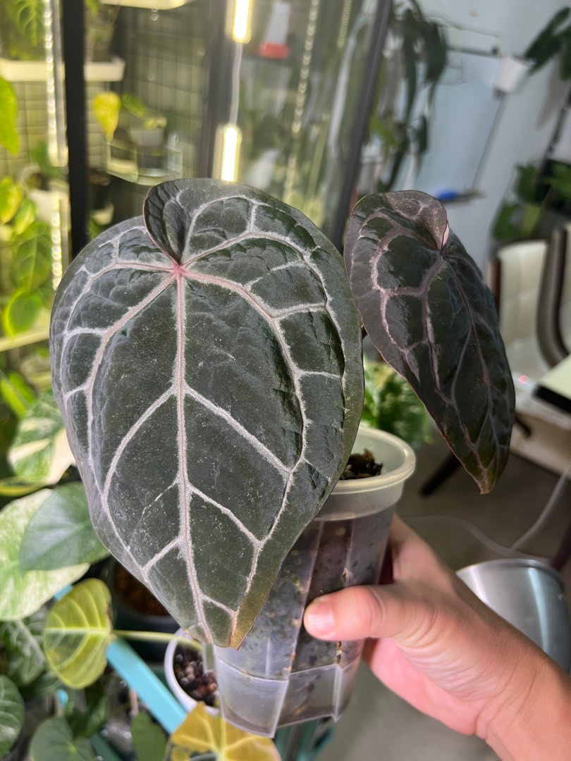 Anthurium Doc Block Michelle, Furniture & Home Living, Gardening ...