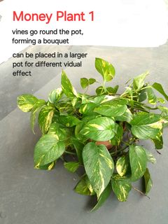 Clay pots for plants For Sale | Plants & Seeds | Carousell Singapore