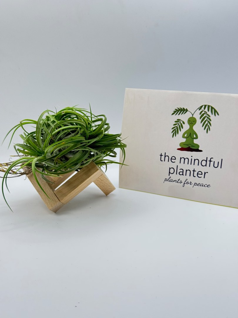 Tillandsia Ionantha Druid Clump, Furniture & Home Living, Gardening ...