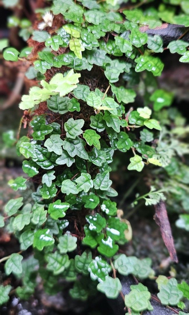 Ficus Pumila Quercifolia/ String of frogs/Hydrocotyle tripartita ...