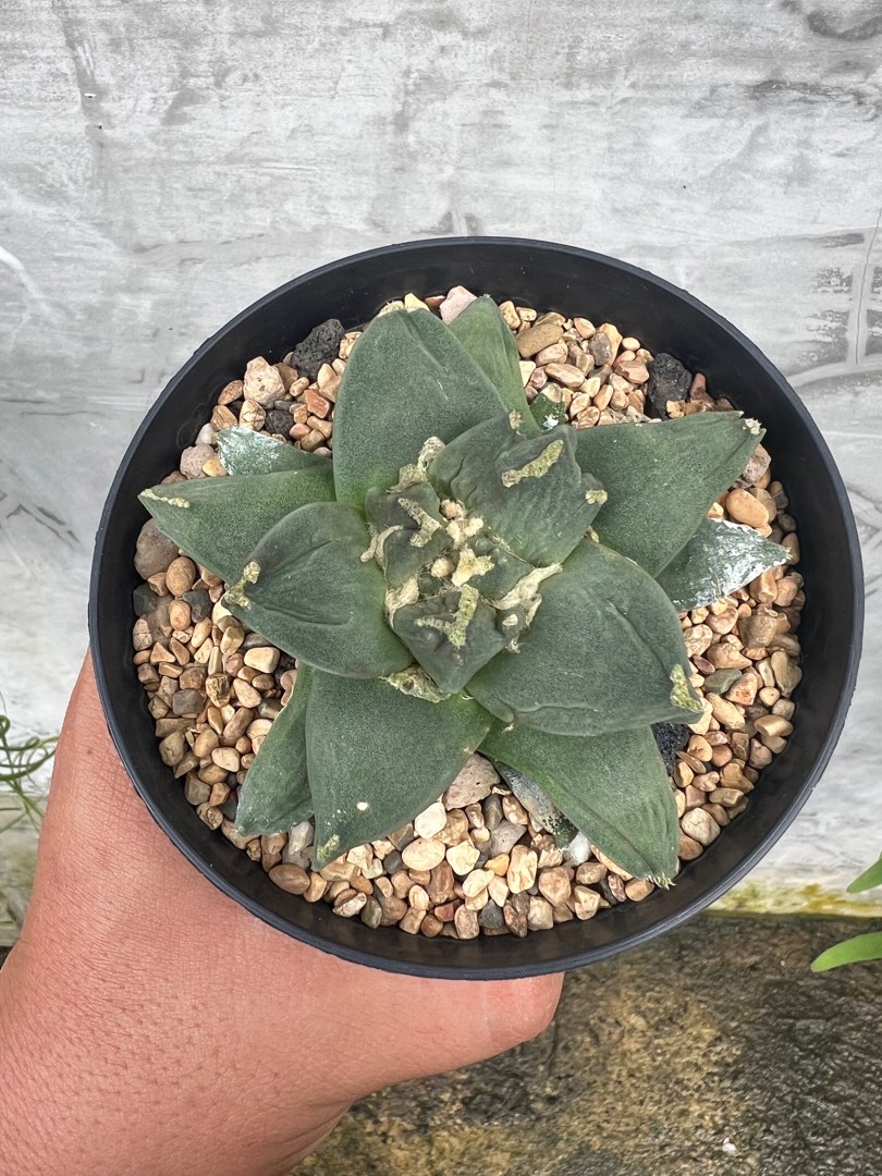 Ariocarpus cv Trifinger, Furniture & Home Living, Gardening, Plants ...