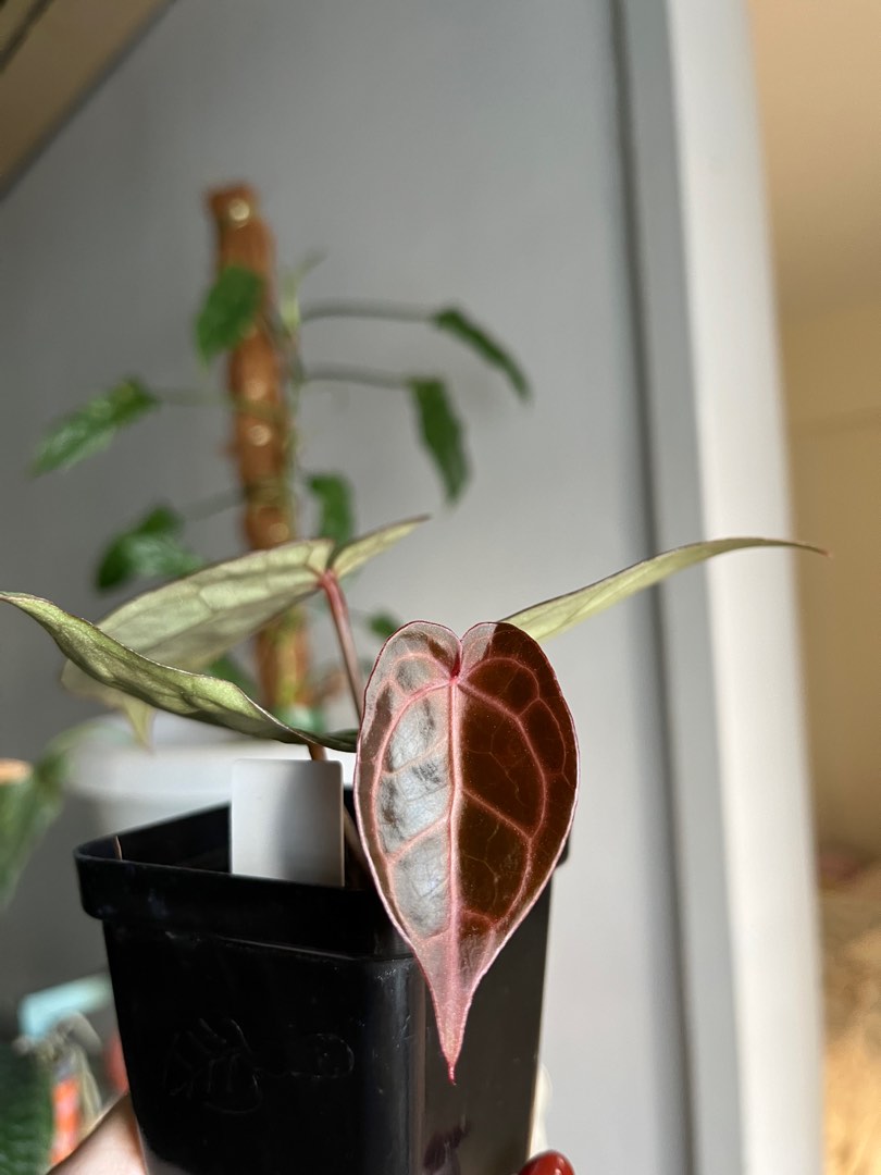 Dorayaki x NSE Red Crystal F1 Anthurium, Furniture & Home Living ...