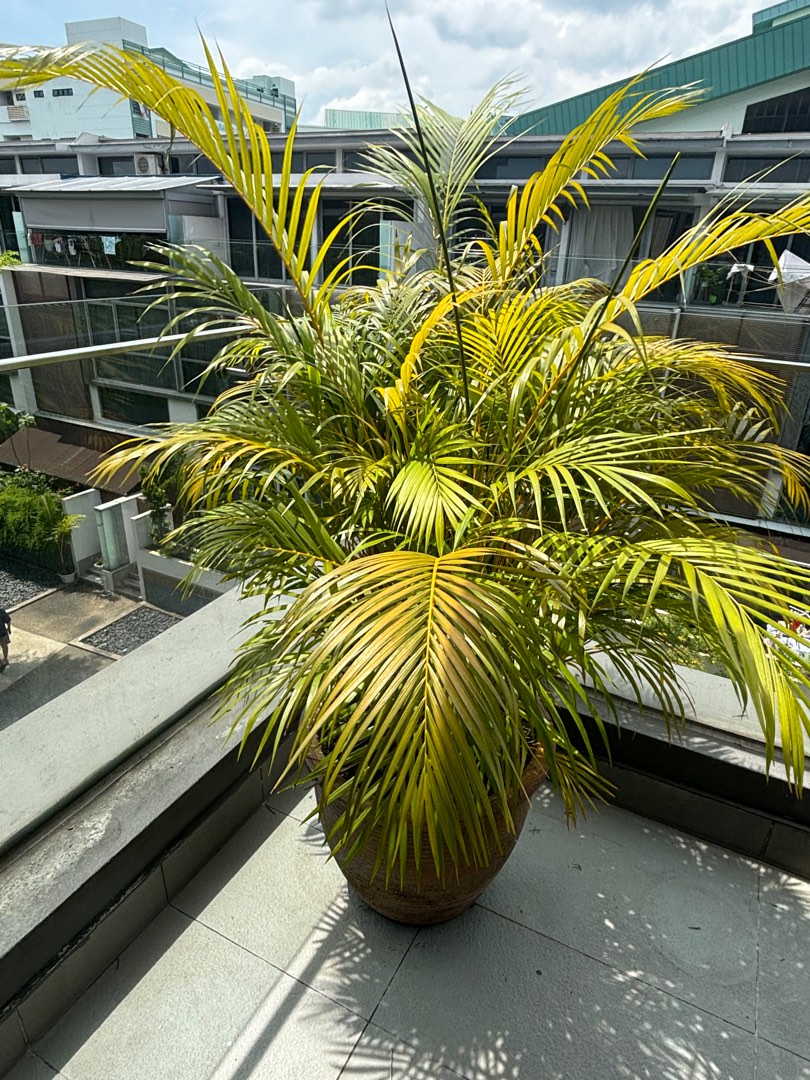 Palm tree in ceramic pot, Furniture & Home Living, Gardening, Plants ...
