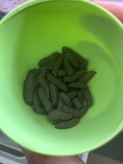 Small soldier For Sale | Carousell Singapore