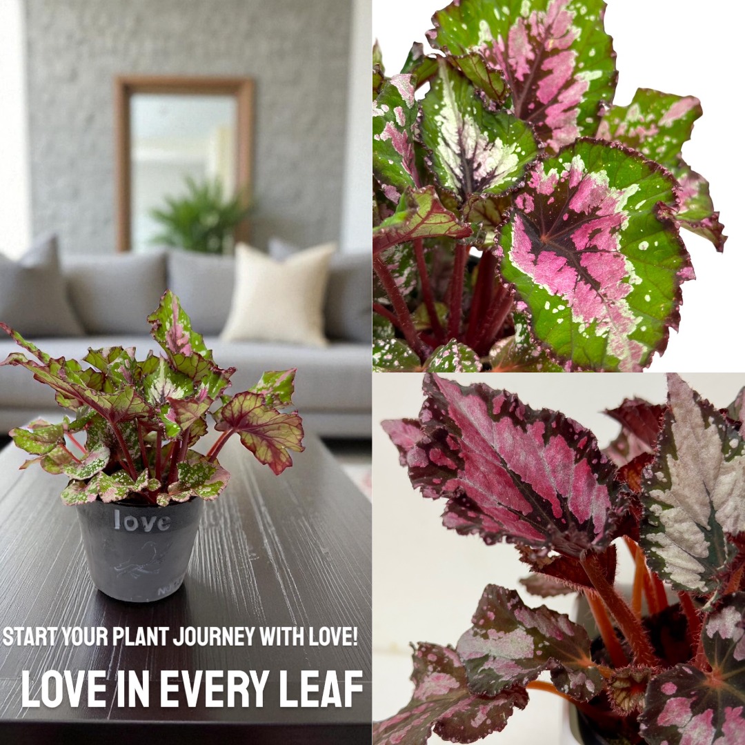 Begonia Collection| Unique Leaves| Indoor Foliage| Hoouse Plants ...