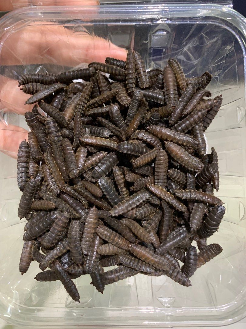 *Live* Black Soldier Fly Larvae Batch 12 (black larvae - fat and juicy ...
