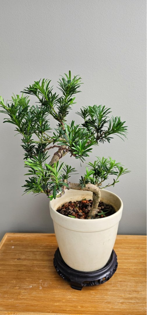 Lou Han Song Bonsai, Furniture & Home Living, Gardening, Plants & Seeds ...