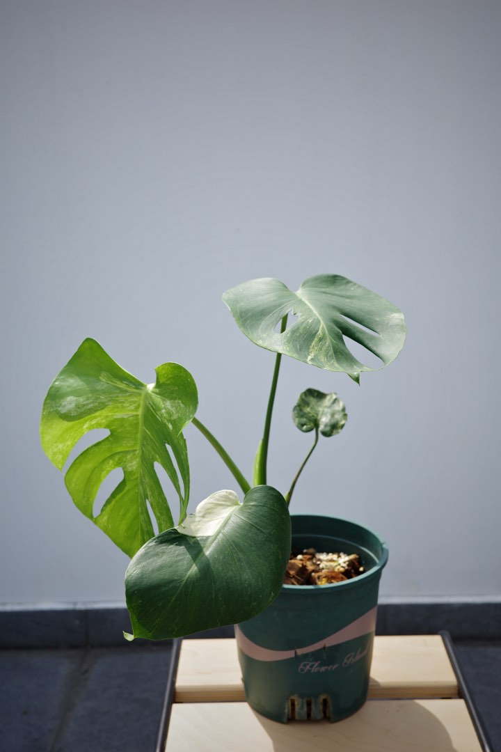 Monstera Ocean Mint Contorta, Furniture & Home Living, Gardening ...