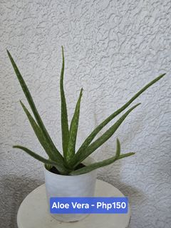 Aloe vera For Sale | Buy 100+ Aloe vera online | Carousell Philippines