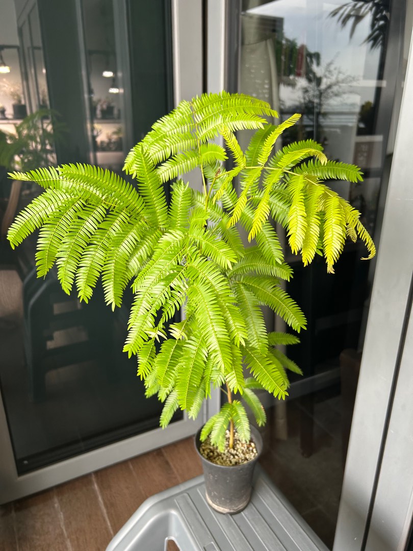Japanese Everfresh Tree, Pithecellobium Confertum - 65cm (height ...