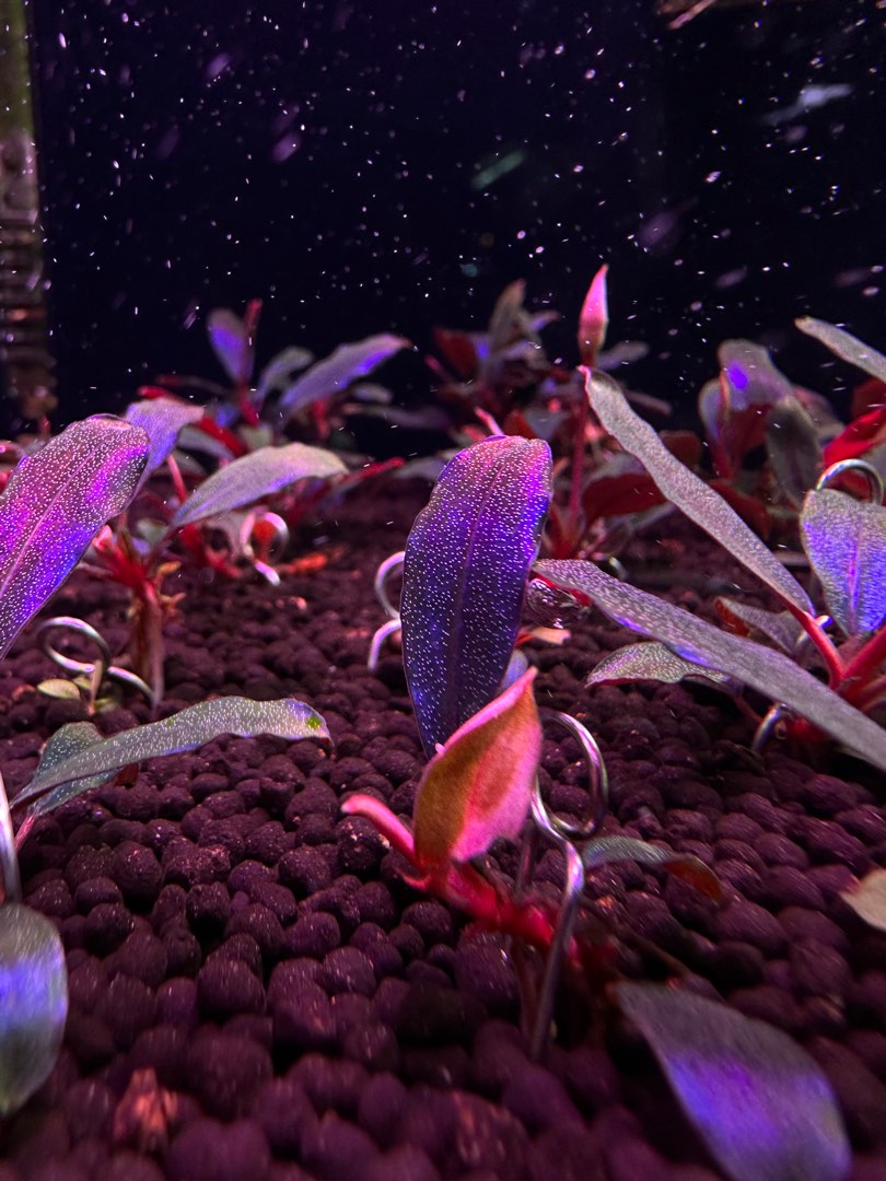 Bucephalandra Black Angel, Furniture & Home Living, Gardening, Plants ...