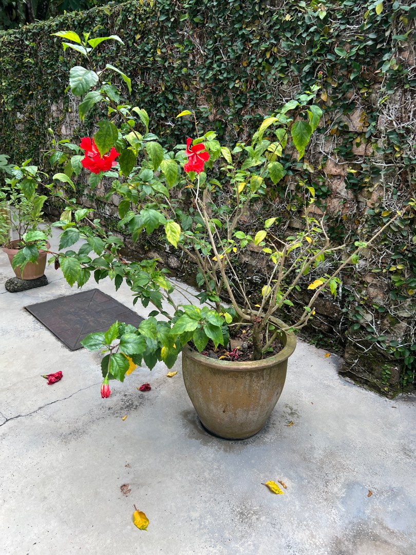 Bunga raya plant & pot, Furniture & Home Living, Gardening, Pots ...