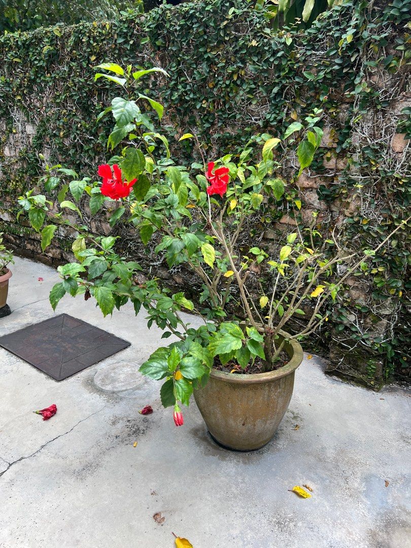 Bunga raya plant & pot, Furniture & Home Living, Gardening, Pots ...