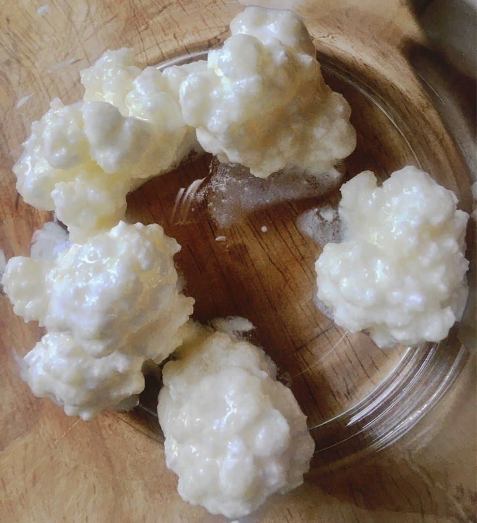Kefir Grains (Cultivated), Milk Kefir, Health & Nutrition, Health ...