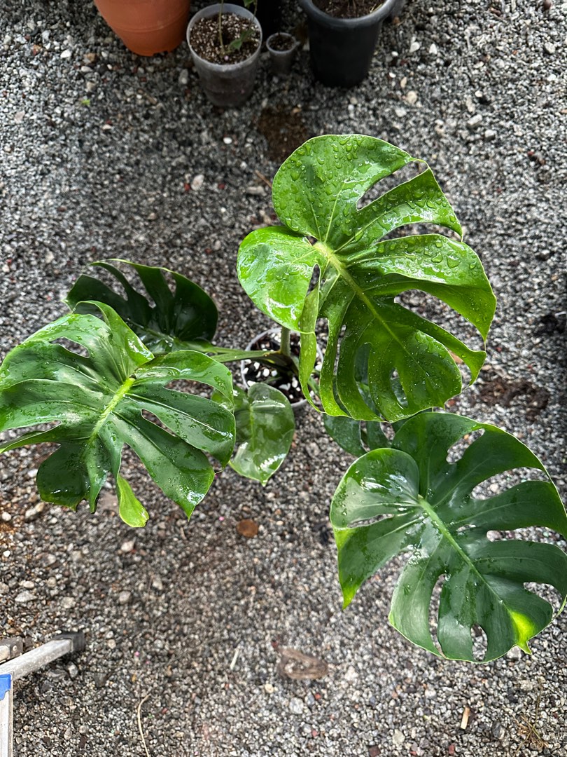 Monstera mutation, Furniture & Home Living, Gardening, Plants & Seeds ...