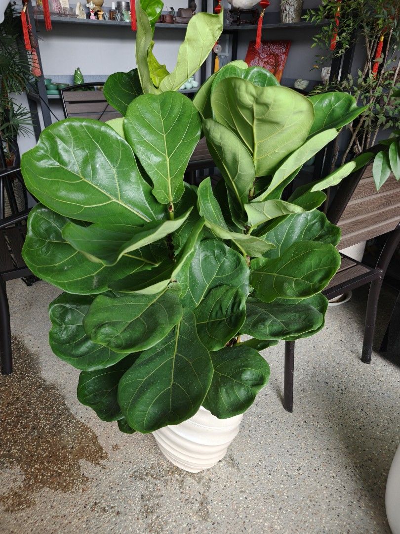 Fiddle Leaf Fig, Furniture & Home Living, Gardening, Plants & Seeds on ...