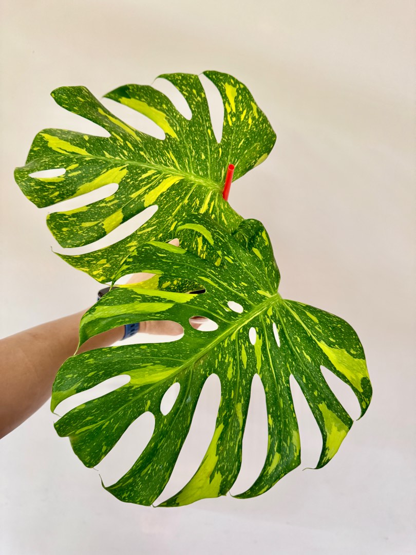 Monstera Electrolytes top cut, Furniture & Home Living, Gardening ...