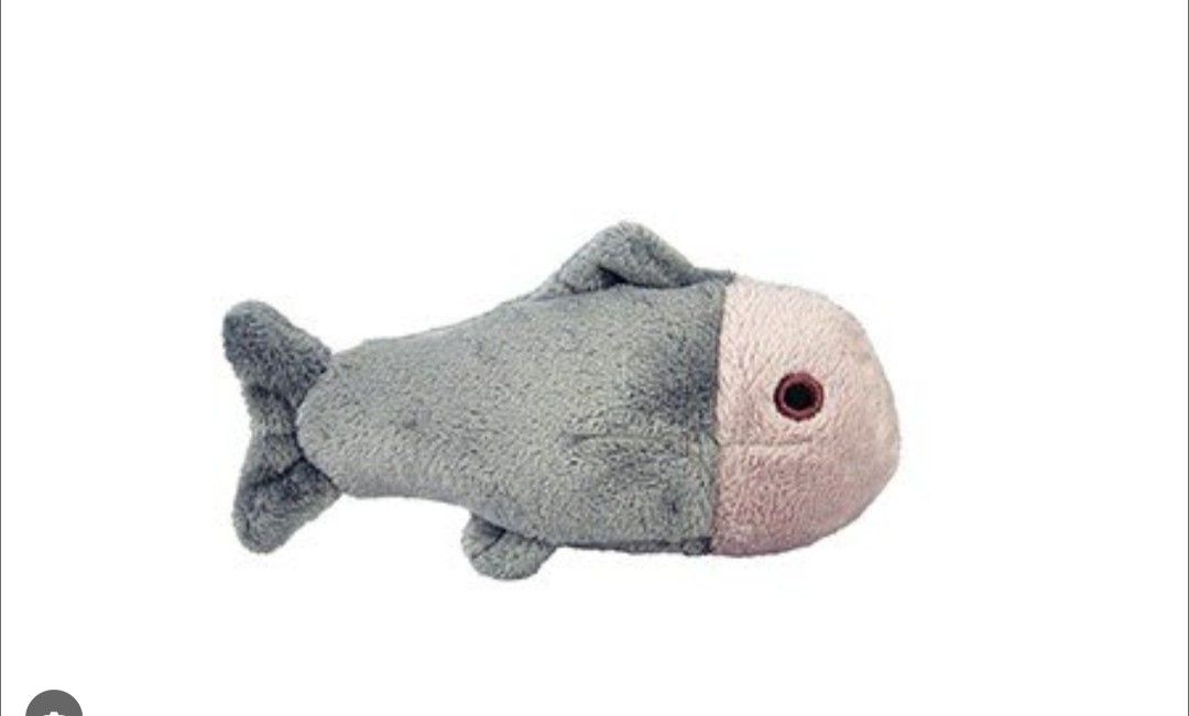 Adopt me - living guppies fish, Announcements on Carousell