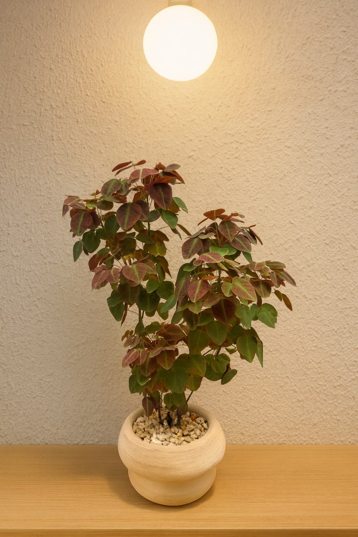 Beautiful Oxalis Hedysaroides (Fire Fern) Bonsai!, Furniture & Home ...