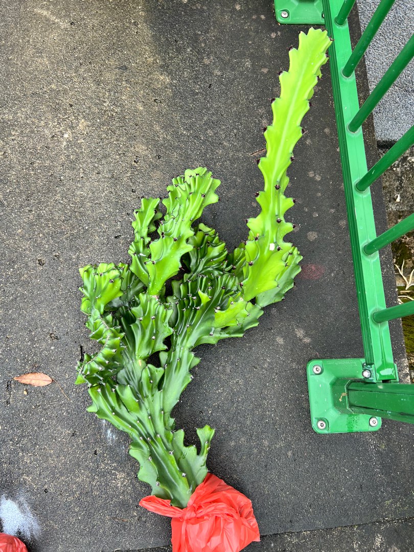 FOC CATUS No 2 FRESH CUT - 60 cm, Furniture & Home Living, Gardening ...