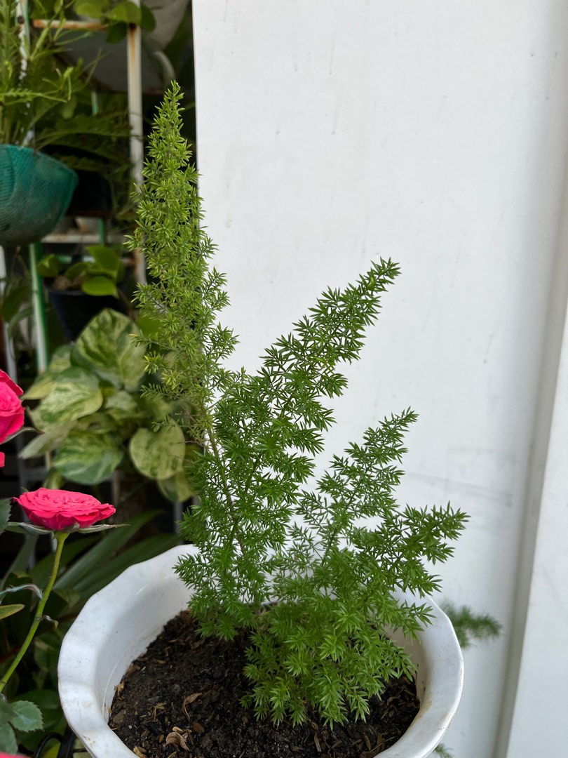 Foxtail fox tail plant, Furniture & Home Living, Gardening, Plants ...