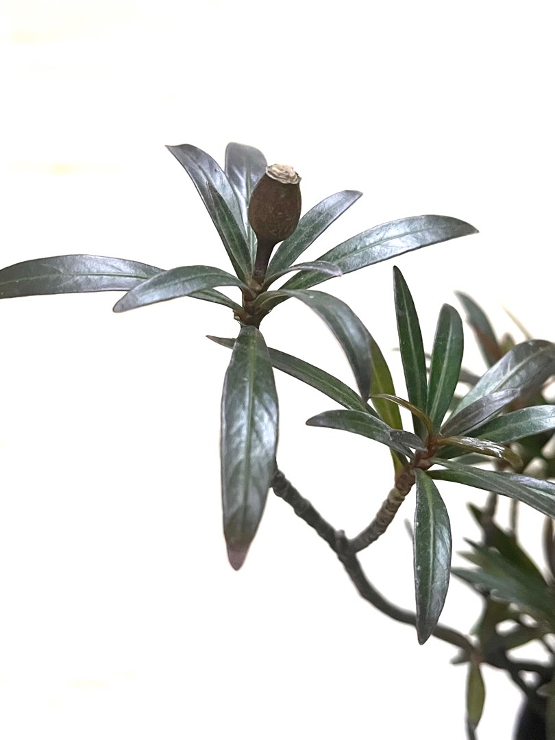 Homonoia riparia Minuong Bonsai, Furniture & Home Living, Gardening ...