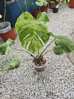 Monstera bulbasaur For Sale | Carousell Singapore