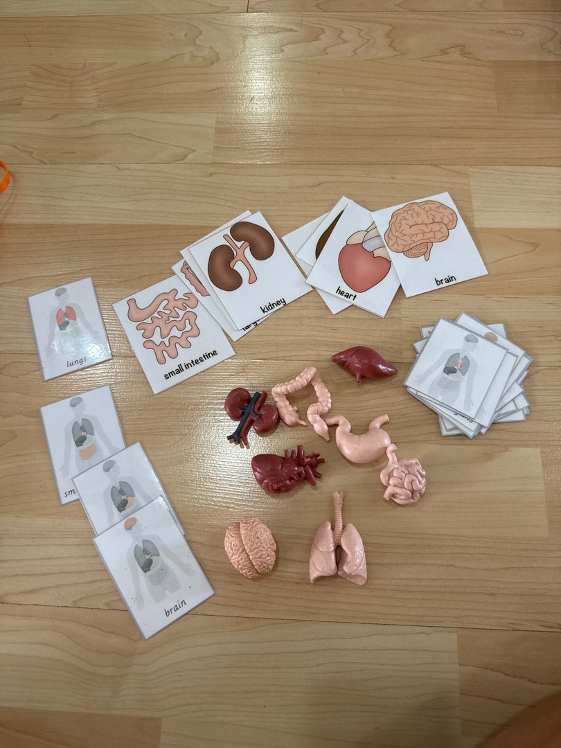 Toob Anatomy Set - Human Body Organs, Hobbies & Toys, Books & Magazines ...