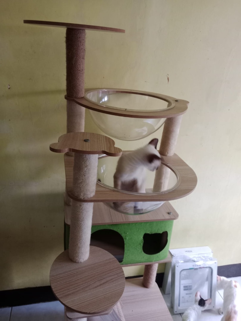 Decluttering for a Cause: Cat Tower, Door, Collar & Feeder, Pet ...