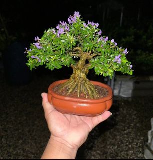 Jia Bonsai 家盆栽’s Profile Page on Carousell | All of Jia Bonsai 家盆栽’s ...