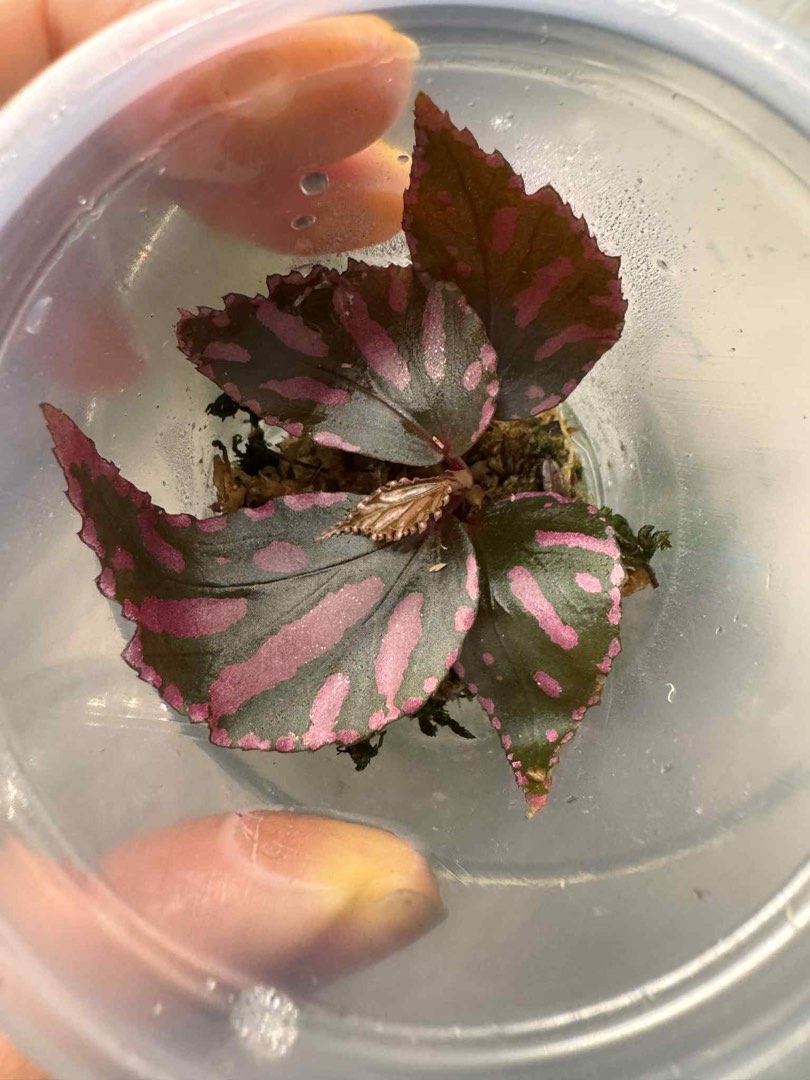 Begonia Julau, Furniture & Home Living, Gardening, Plants & Seeds on ...
