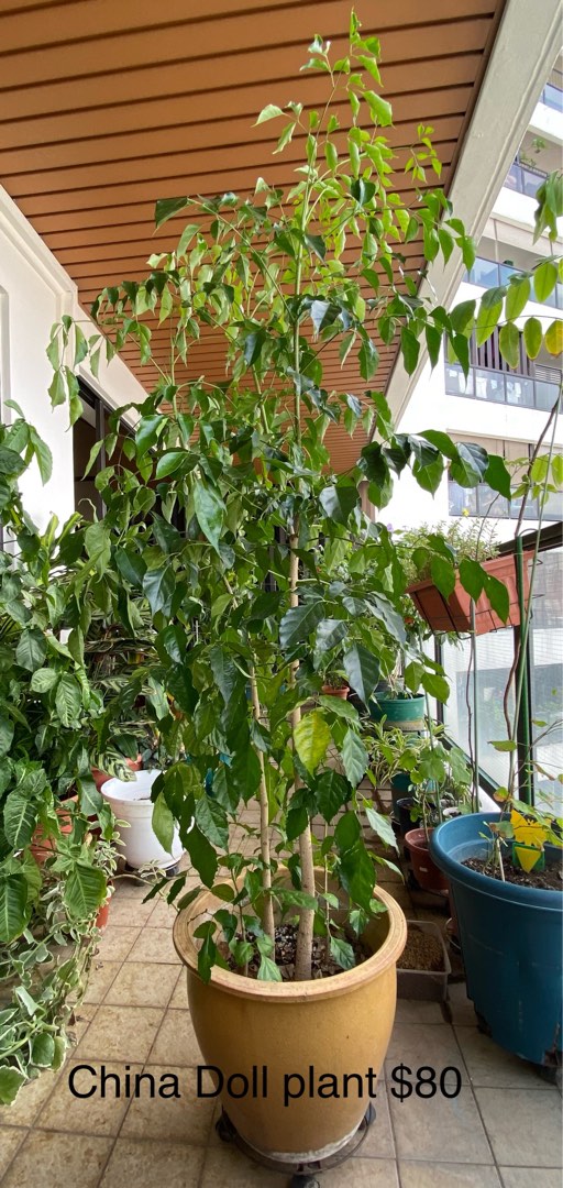 China Doll tree 1.6 tall in ceramic pot, Furniture & Home Living ...